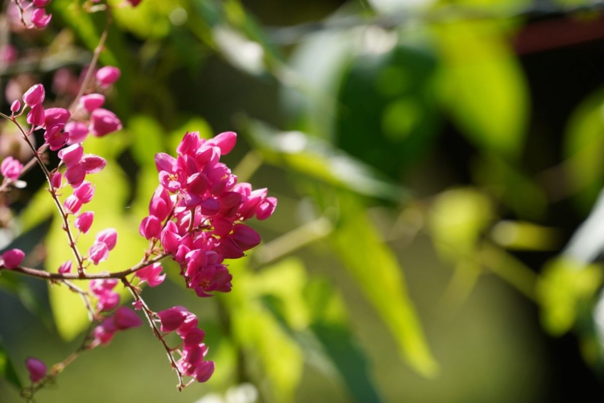 25 Gorgeous Pink Perennial Flowers For Every Season