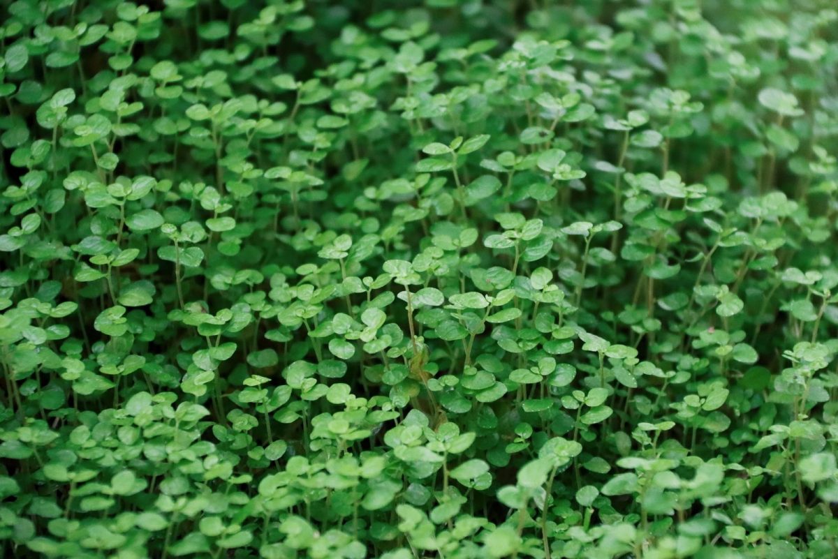 Don’t Stay Off The Lawn, Grow These 20 Walkable Ground Cover Plants Instead