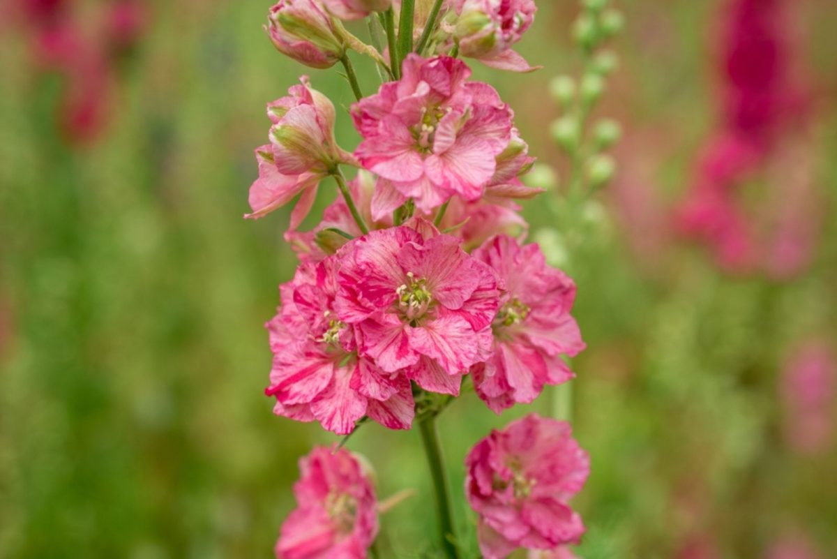 25 Gorgeous Pink Perennial Flowers For Every Season