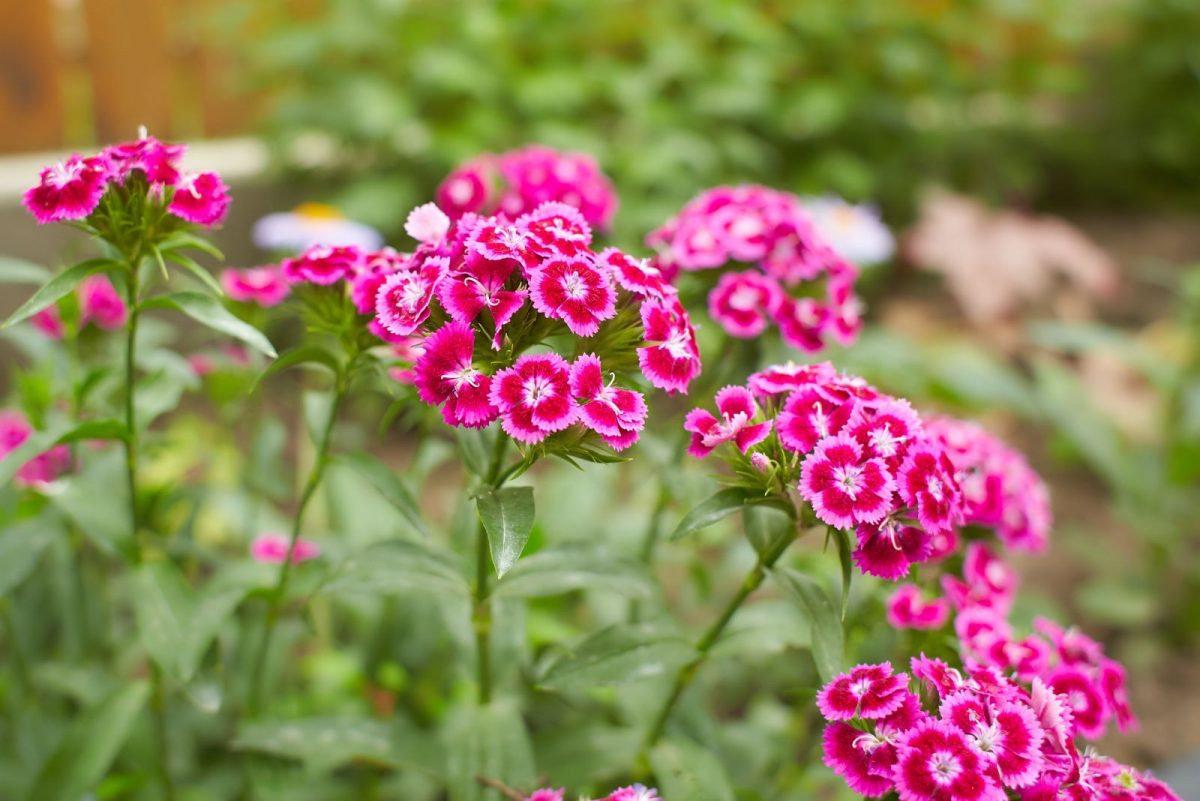 17 Low-Growing Perennials That Will Completely Transform Your Garden Edges