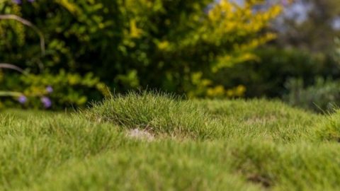 Discover How To Level A Bumpy Lawn Without The Use Of Heavy Equipment