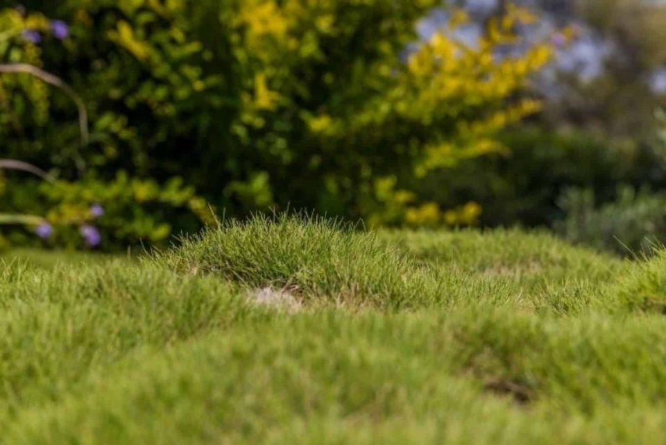 Ditch The Heavy Machinery! Here's How To Level A Bumpy Lawn Without The ...