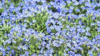 Don’t Stay Off The Lawn, Grow These 11 Walkable Ground Cover Plants Instead