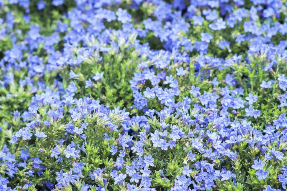 Don’t Stay Off The Lawn, Grow These 16 Walkable Ground Cover Plants Instead
