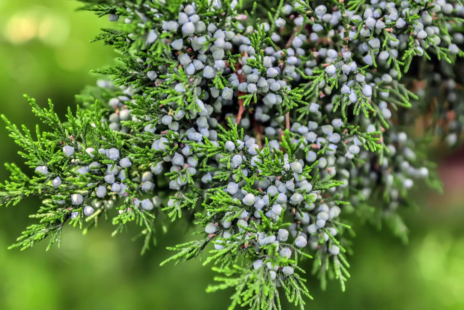 Grow These 9 Trees To Attract Songbirds Into Your Backyard