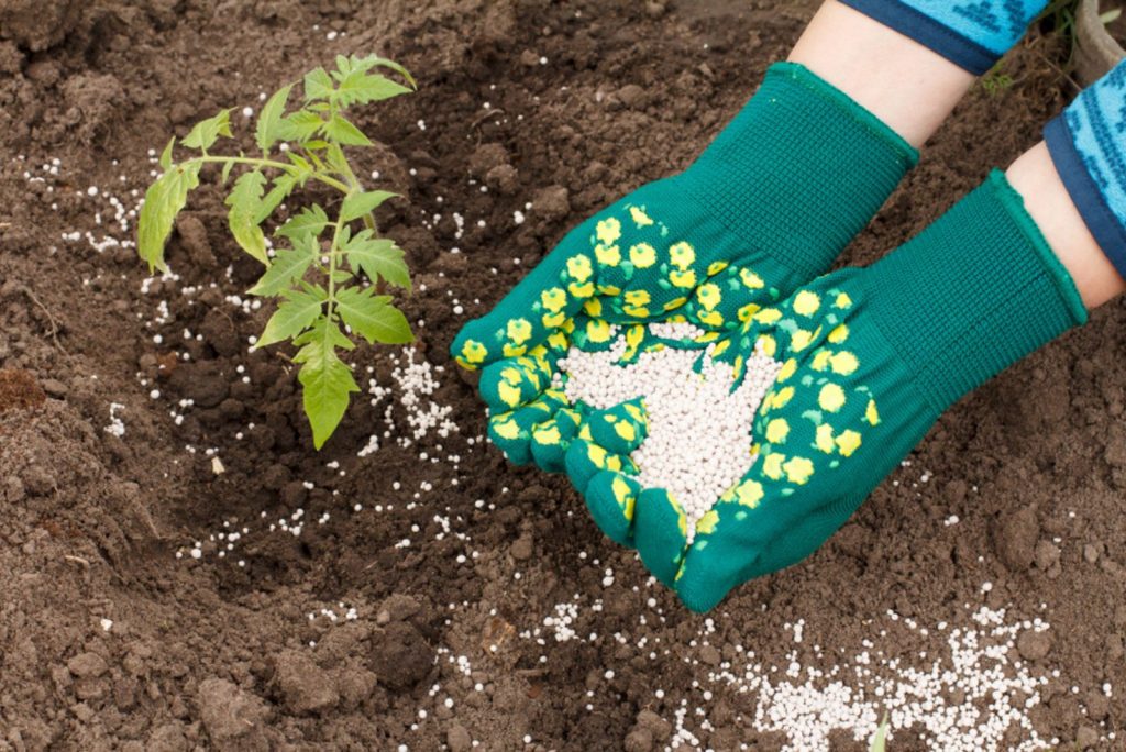 A Complete Guide To Fertilizing Tomato Plants
