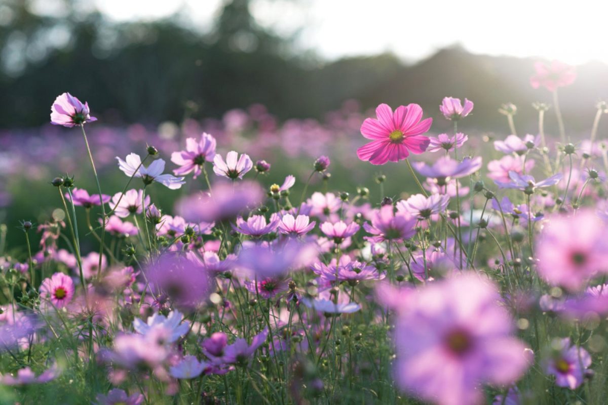 14 Old-Fashioned Flowers For A Spectacular Garden Display