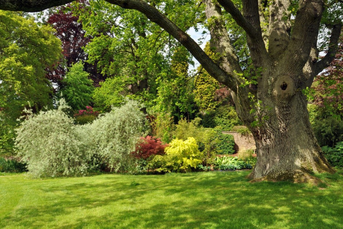 Here’s Why You Should Have More Trees In Your Yard