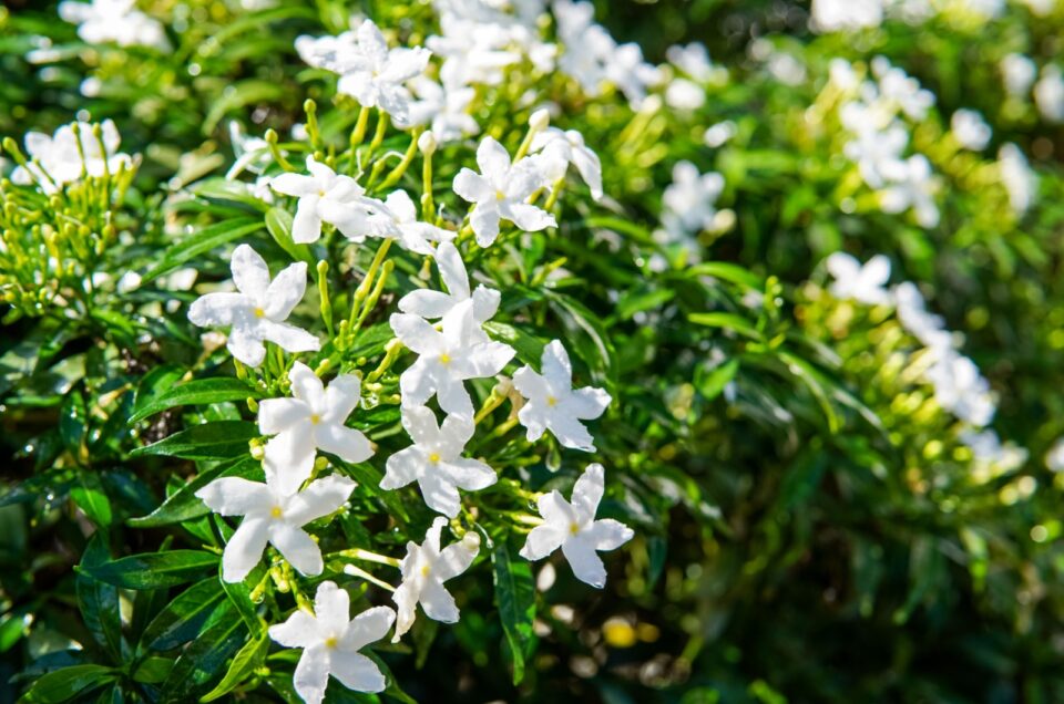 8 High-Maintenance Plants To Avoid Growing In Your Garden