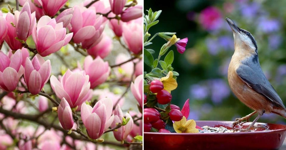 15 Trees That Attract Hummingbirds (And Why They Belong In Your Yard)
