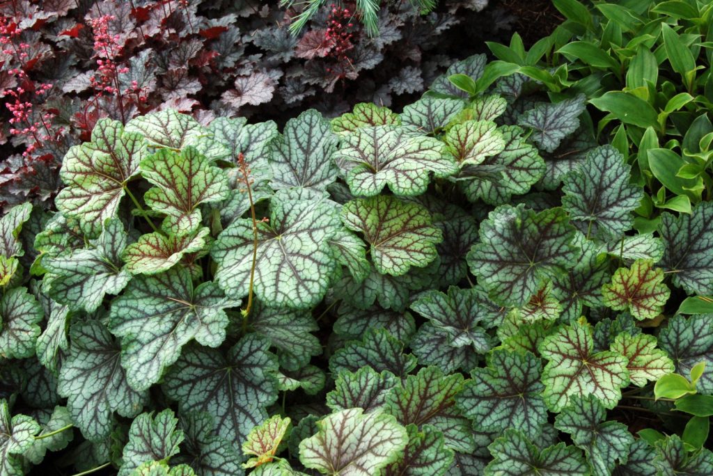15 Heuchera Varieties That Can Transform Your Shaded Garden