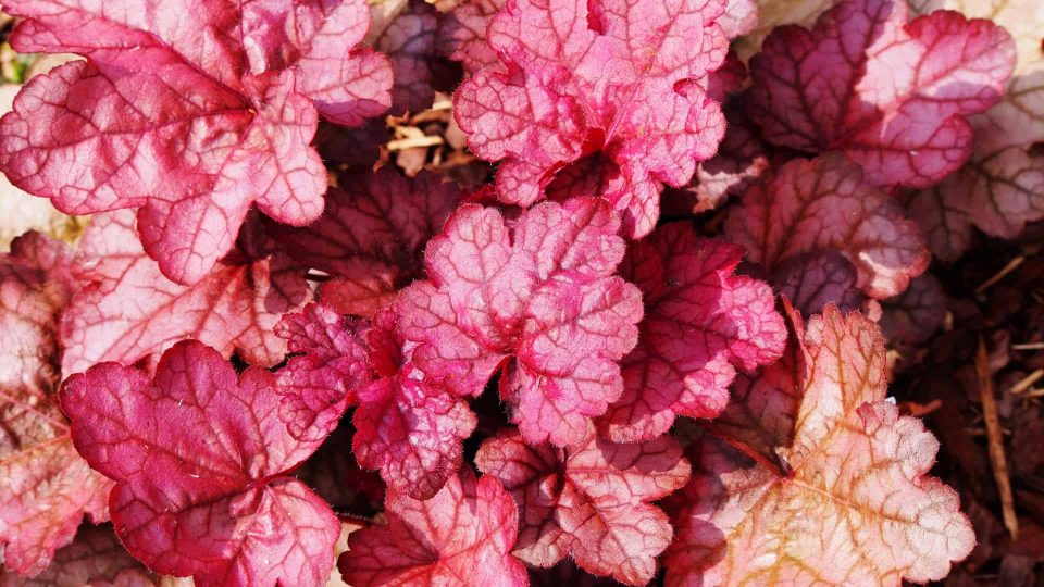 15 Heuchera Varieties That Can Transform Your Shaded Garden