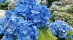 How To Change Hydrangea Colors For A Gorgeous Flower Display