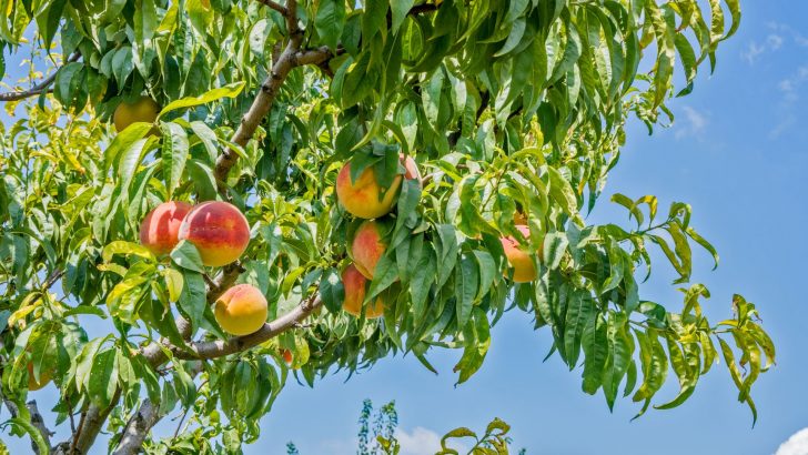 How To Grow A Peach Tree From Planting To Harvest