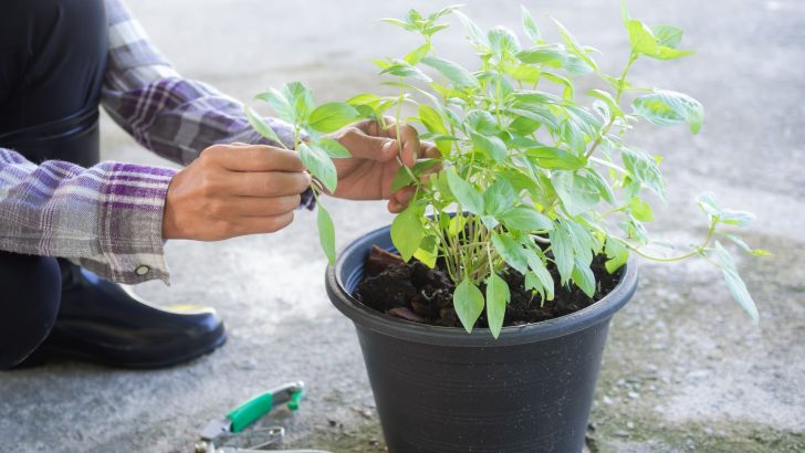 How To Prune Your Basil Plant