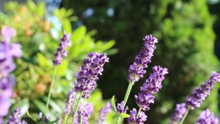 Is Lavender Drought-Tolerant And Which Types Are Best For Dry Environments?