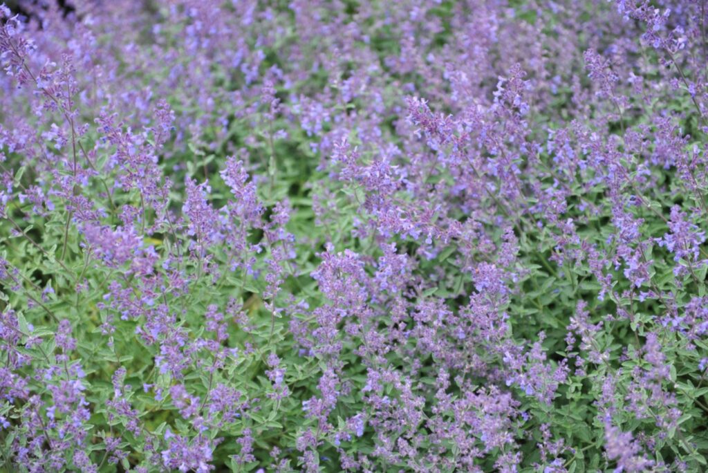 14 Short Perennial Flowers Ideal For Small Gardens