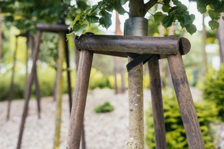 Discover How To Straighten A Leaning Tree In Your Yard