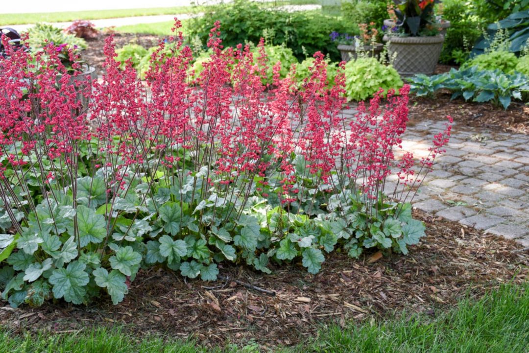 15 Heuchera Varieties That Can Transform Your Shaded Garden
