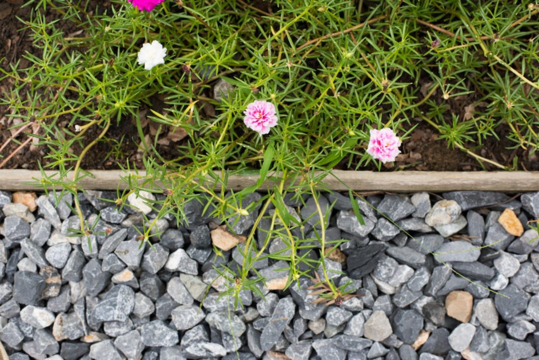 25 Budget-saving Garden Edging Ideas For A Spectacular Yard