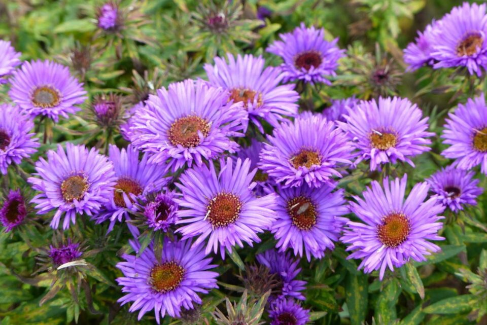 14 Short Perennial Flowers Ideal For Small Gardens