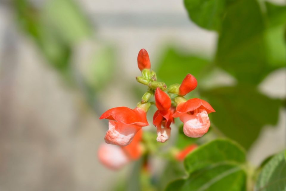 5 Stunning Climbing Plants For Trellises, Arbors, And Archways