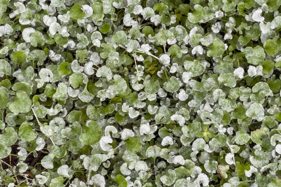 11 No-Mow Lawn Alternatives Ideal For Gardens