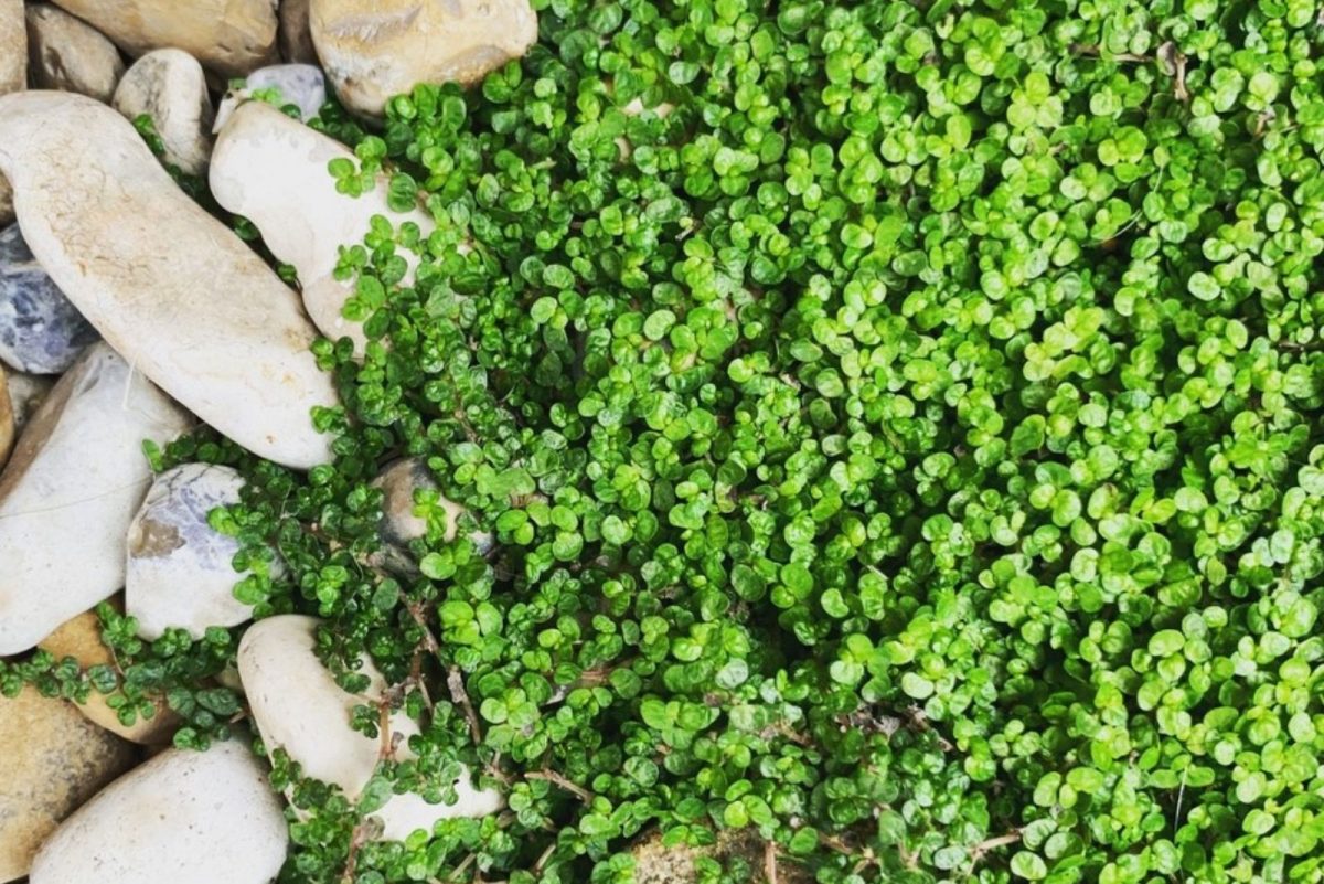 Don’t Stay Off The Lawn, Grow These 20 Walkable Ground Cover Plants Instead