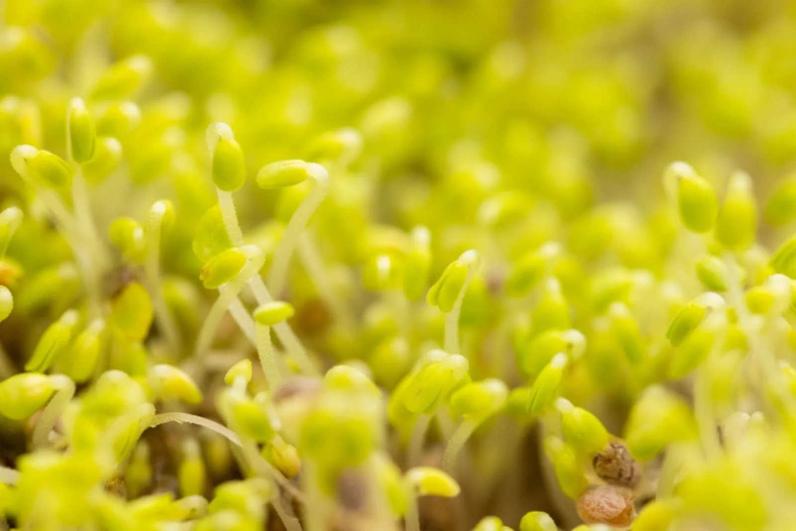 How To Grow Chia Seeds And 5 Best Chia Plant Uses