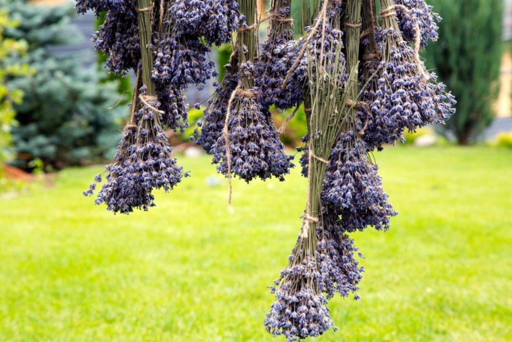 How To Harvest Lavender + The 6 Best Ways To Use It