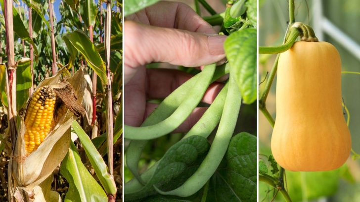Three Sisters Companion Planting Method And Reasons You Should Try It