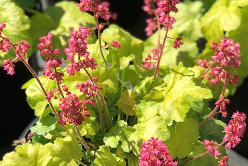 15 Heuchera Varieties That Can Transform Your Shaded Garden