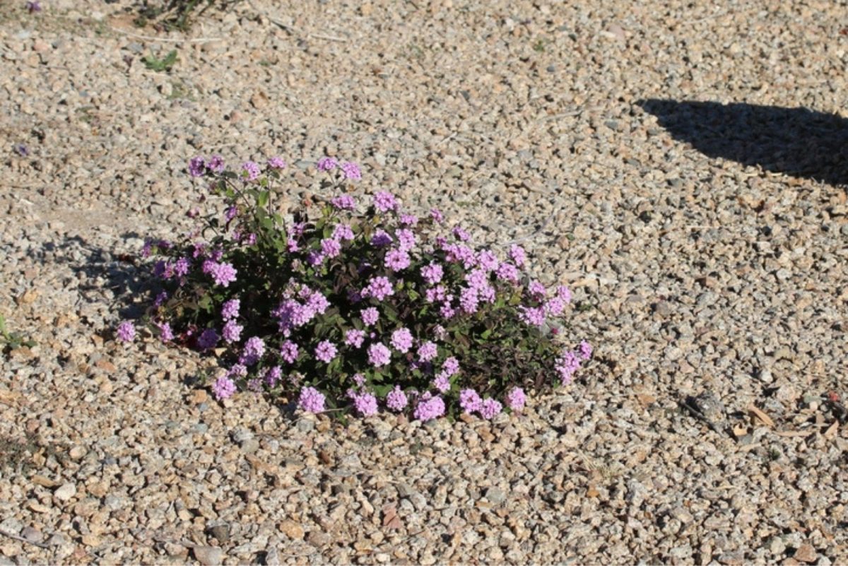 These 13 Amazing Ground Cover Plants Will Prevent Weeds From Growing In ...