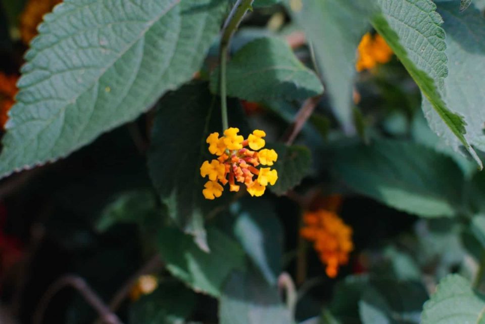Transform Your Garden With These 10 Fast-growing Climbing Plants