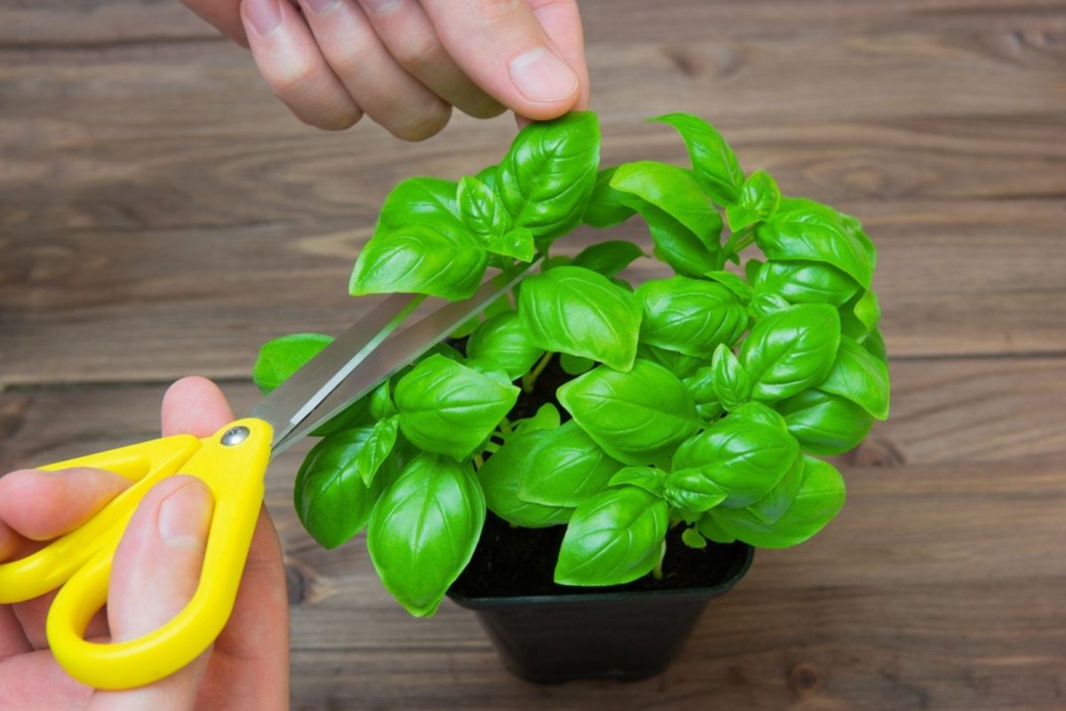 How To Prune Your Basil Plant