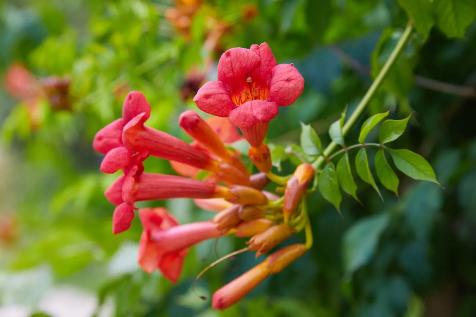 Transform Your Garden With These 10 Fast-growing Climbing Plants