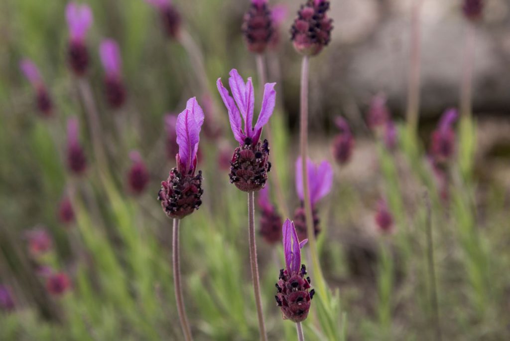 Is Lavender Drought-Tolerant And Which Types Are Best For Dry Environments?