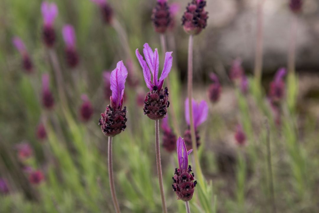 Is Lavender Drought-Tolerant And Which Types Are Best For Dry Environments?