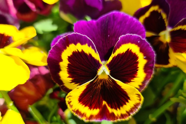 14 Old-Fashioned Flowers For A Spectacular Garden Display