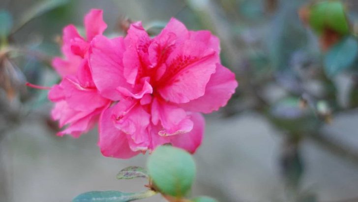What’s The Best Way To Fertilize Azaleas For Colorful Blossoms