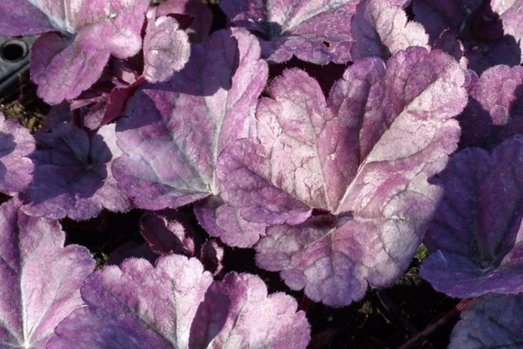 15 Heuchera Varieties That Can Transform Your Shaded Garden