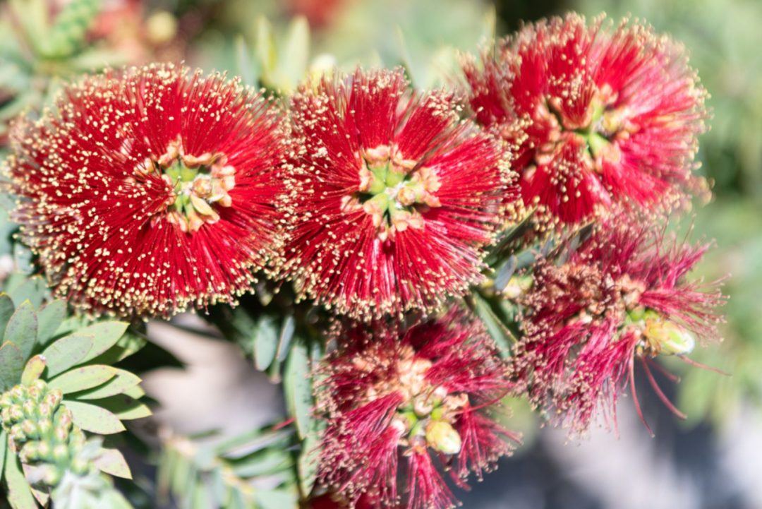 6 Spectacular Red Flowering Shrubs For Your Garden