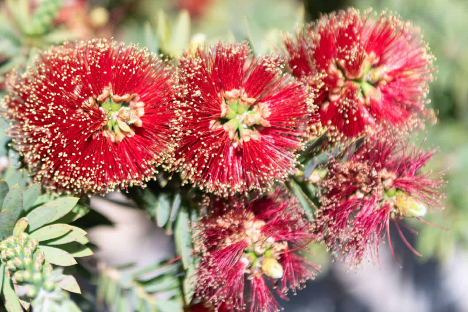 6 Spectacular Red Flowering Shrubs For Your Garden