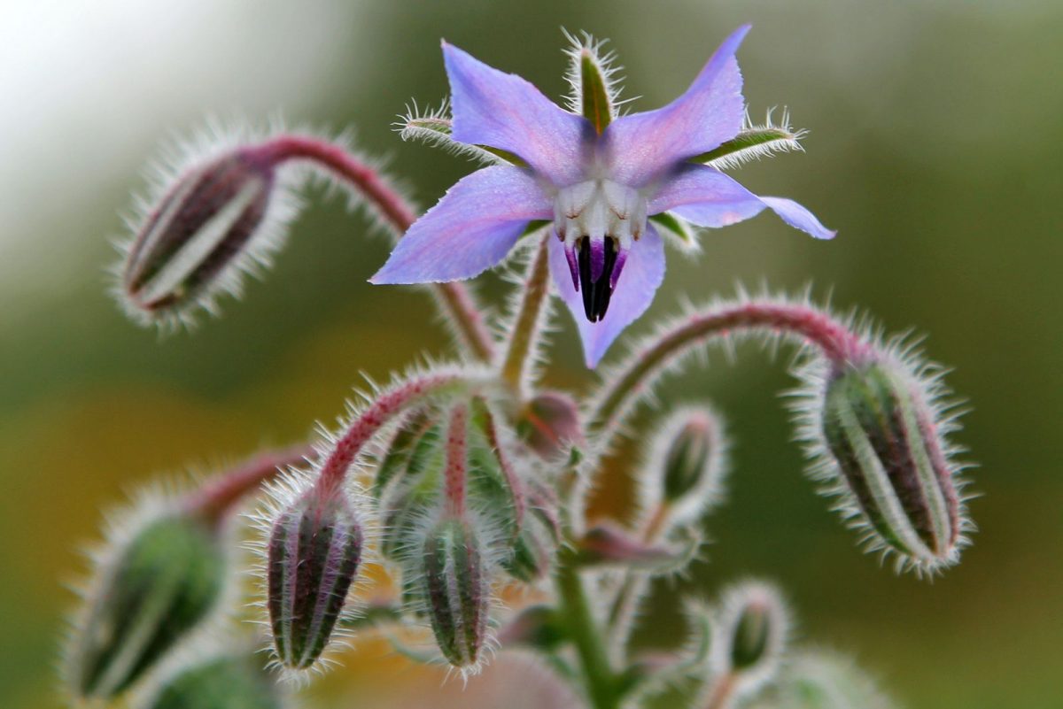 14 Reasons Why Everyone Should Grow Borage