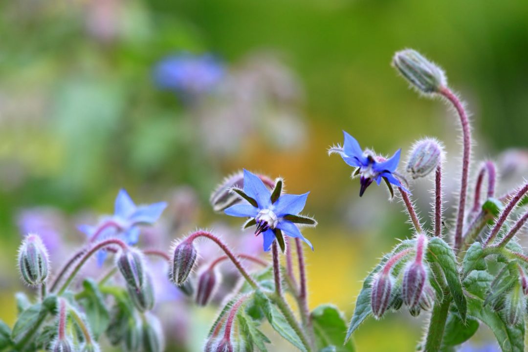 14 Reasons Why Everyone Should Grow Borage