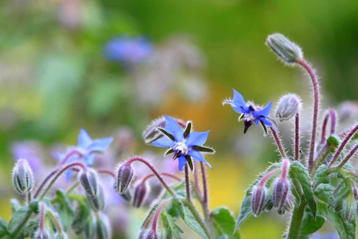 14 Reasons Why Everyone Should Grow Borage