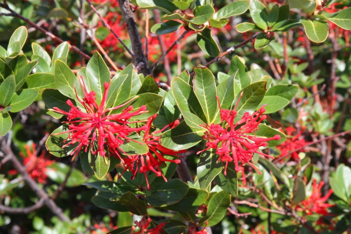 6 Spectacular Red Flowering Shrubs For Your Garden