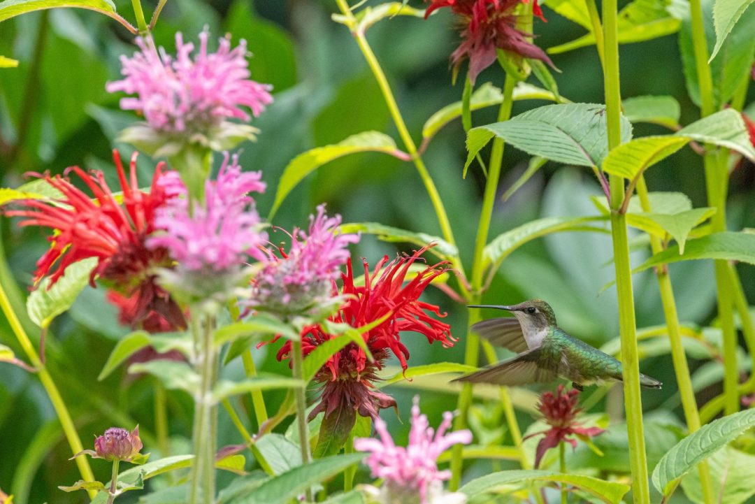 5 Reasons Why Bee Balm Should Be Grown In Every Backyard
