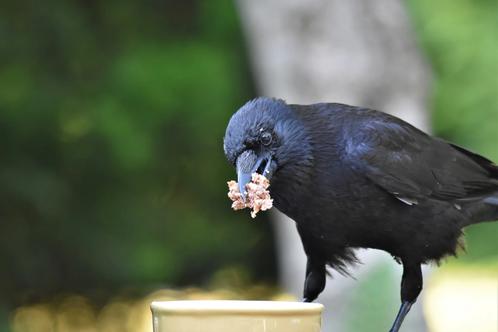 How To Attract Crows To Make Your Garden Pest Free