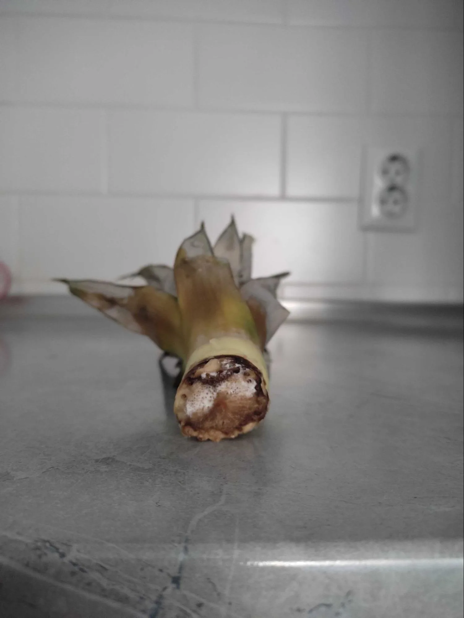 My Journey Of Growing Pineapples From Crowns (Part One)